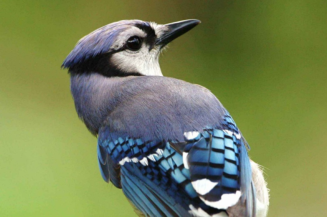 Blue Jay – Grow Christians